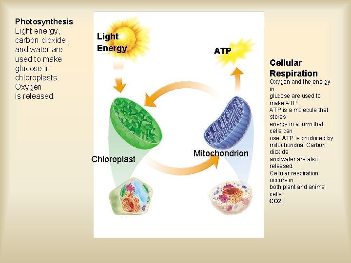 Section 4 2 Cell Energy I From the
