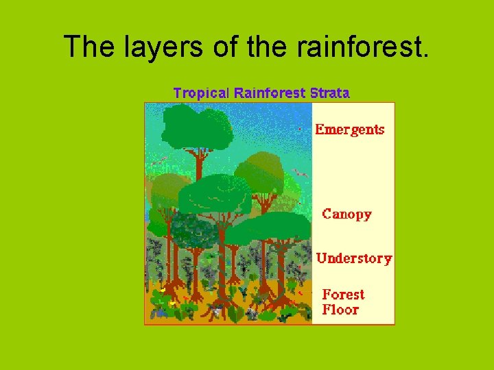 What are the different layers of the rainforest