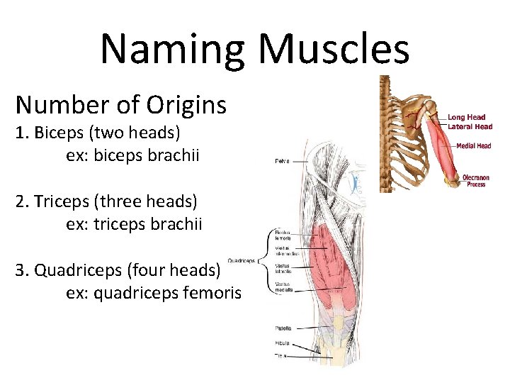 Naming Muscles Muscle Groups Naming Muscles Size 1