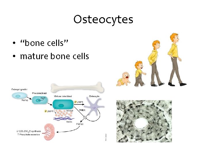 5 2 3 Bone Remodeling What is it