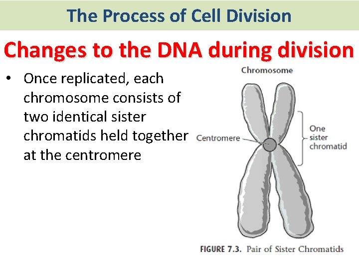 Cell Growth Division and Reproduction B 1 B