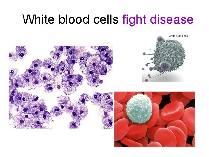The Circulatory System Blood is composed made up