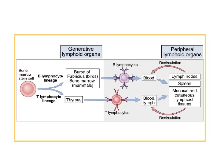 Antibody structure function and diversity Lymphocyte Maturation Overview