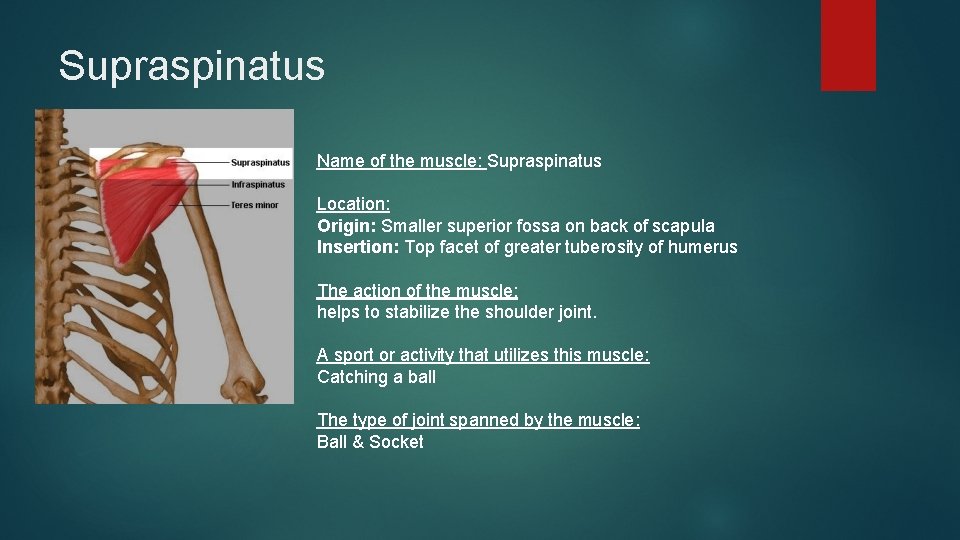 Group 3 Rotator Cuff Partial BY AMAN SINGH