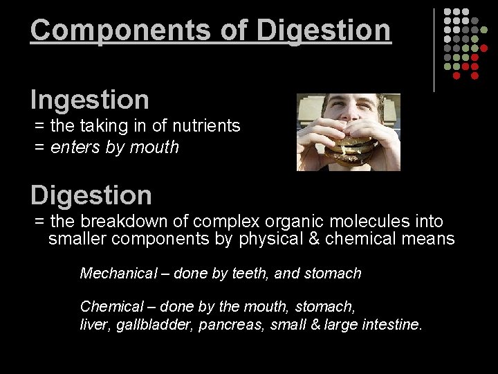 The Digestive System A Closer Look QOTD Label