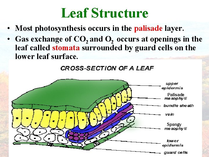 Photosynthesis Photosynthesis in Overview WHAT Process by which