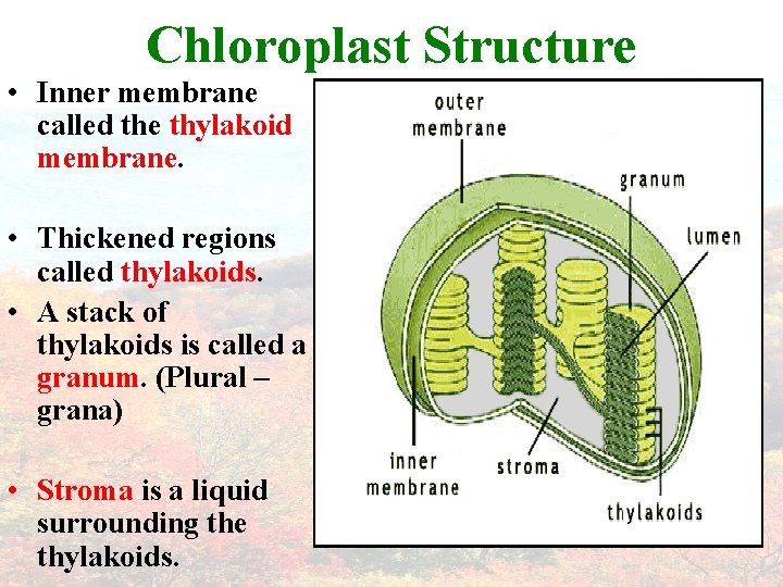 Photosynthesis Photosynthesis in Overview WHAT Process by which