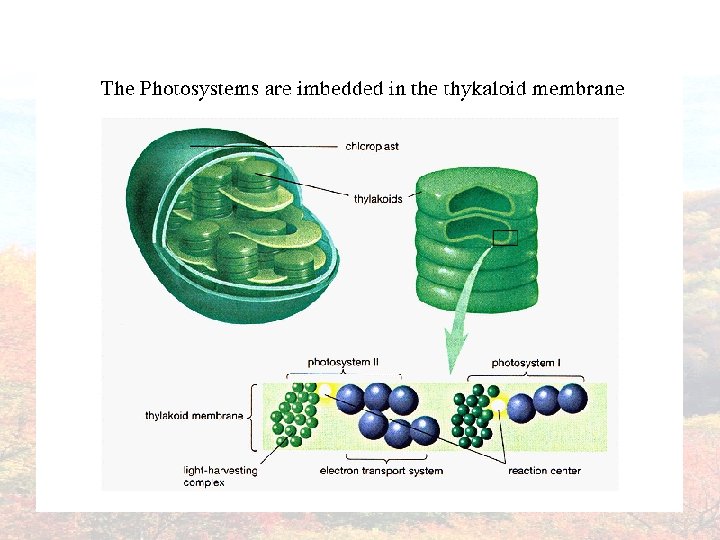 Photosynthesis Photosynthesis in Overview WHAT Process by which