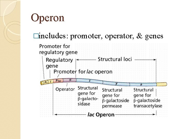 OPERONS Chapter 18 Campbell and Reece E Coli