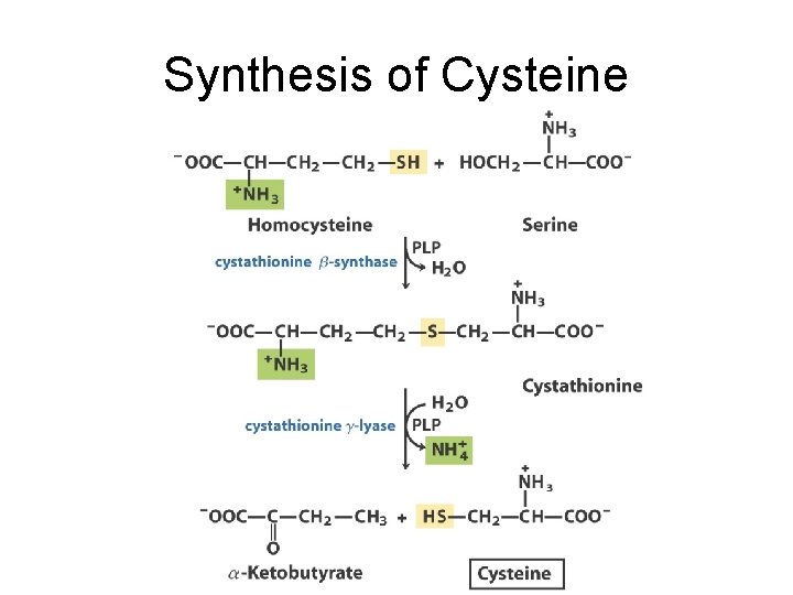 Biosynthesis of Amino Acids Overview Overview cont Biosynthetic