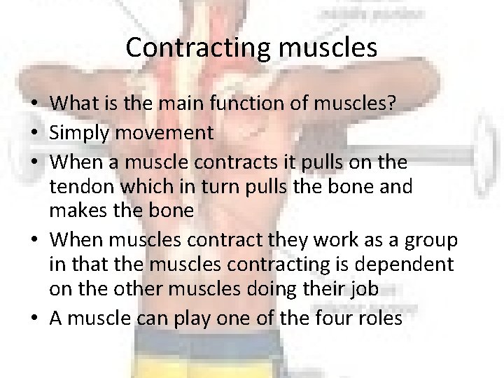 Muscular system Fibre types and contractions BTEC L