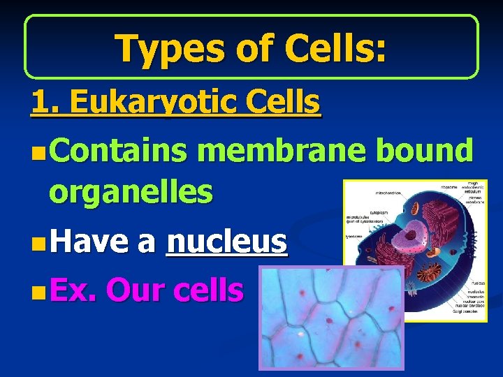 Chapter 7 1 7 2 Cells What are