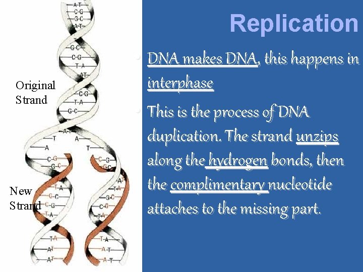 BIOLOGY DNARNA What is DNA Every new cell