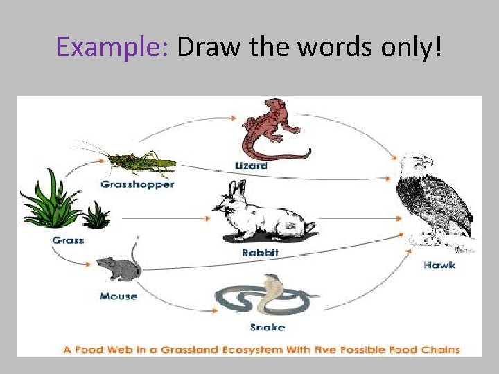 Food Web Project Describe what happened at Yellowstone