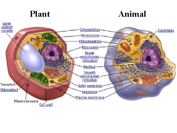 1 Cell Theory All living things are made