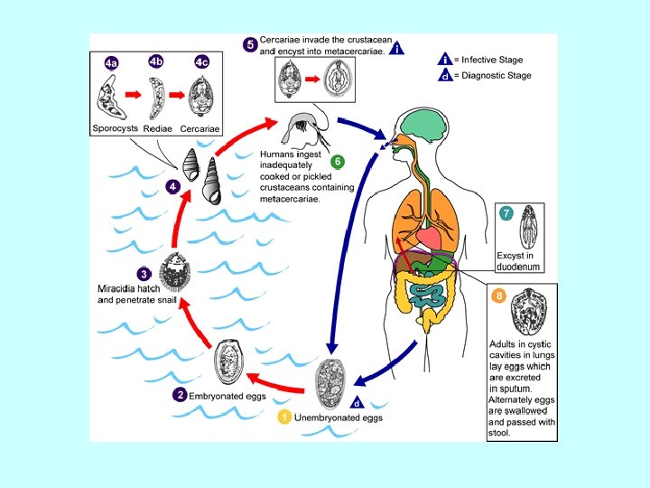 PARAGONIMIASIS Paragonimus westermani lung fluke A miracidium hatching