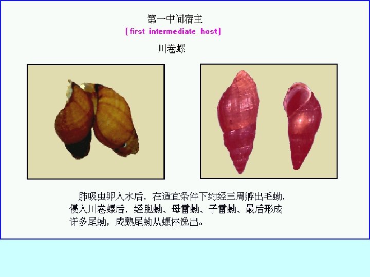 PARAGONIMIASIS Paragonimus westermani lung fluke A miracidium hatching