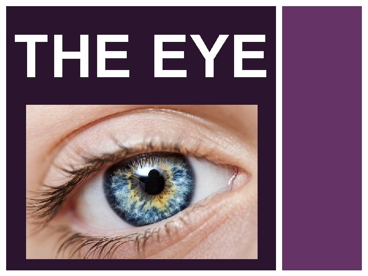 THE EYE PARTS OF THE EYE Sclera connective