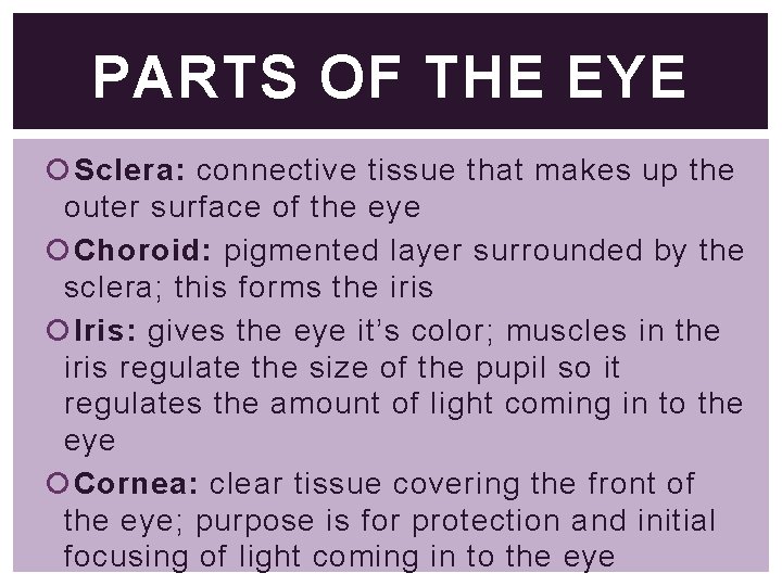 THE EYE PARTS OF THE EYE Sclera connective