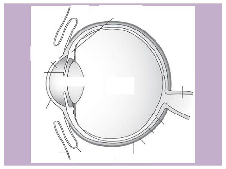 THE EYE PARTS OF THE EYE Sclera connective