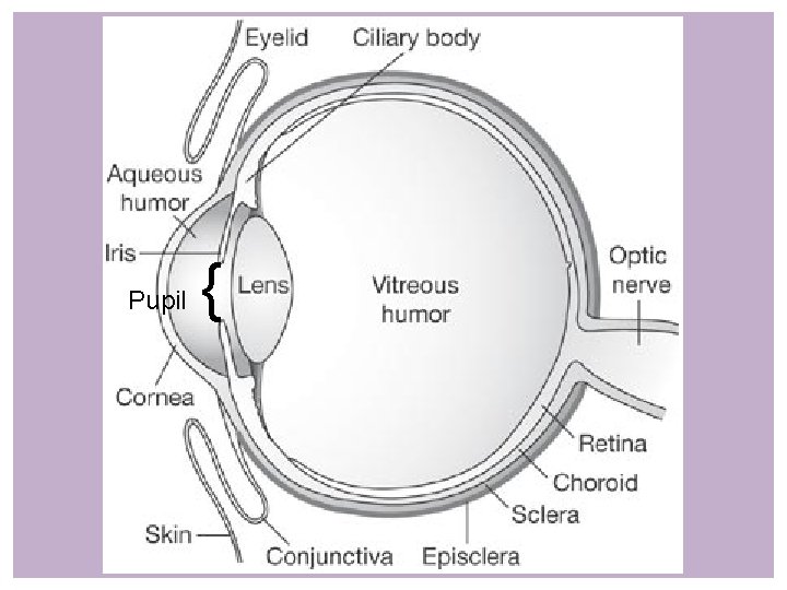THE EYE PARTS OF THE EYE Sclera connective