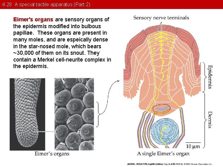 Biology 484 Ethology Topic 6 More on Neural