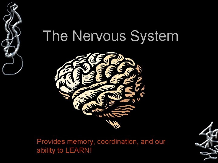 The Nervous System Provides memory coordination and our
