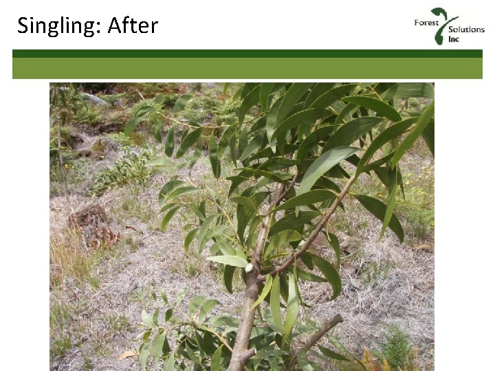Singling tip pruning and stem form improvement for