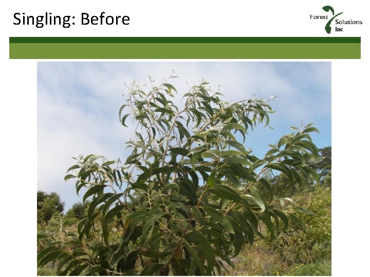 Singling tip pruning and stem form improvement for