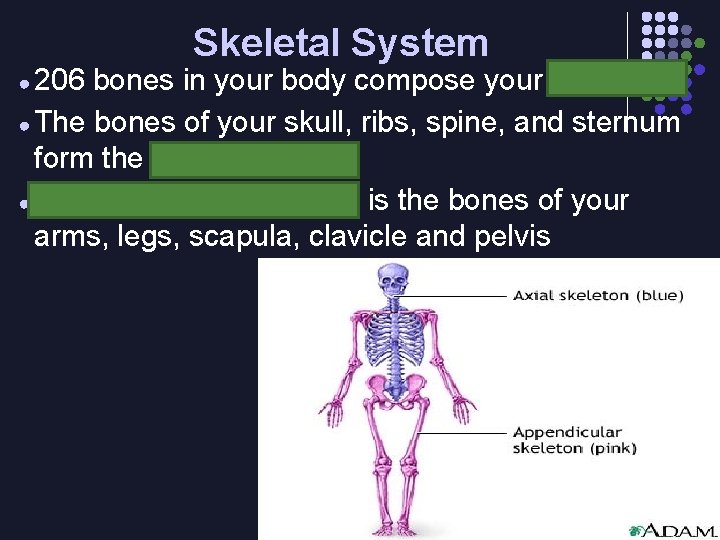 Bones 206 Skeletal System bones in your body
