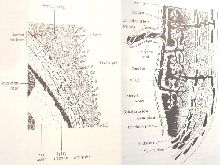 Physiology of Pregnancy Liu Wei Department of Ob