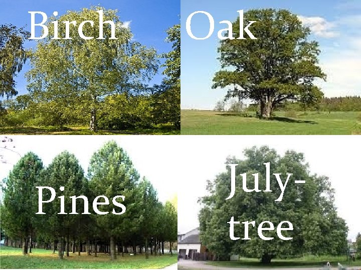 Lithuanian plants Trees Lithuanian forests is one of