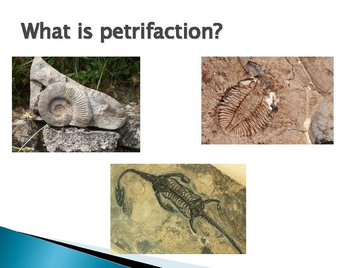 Fossils Inside the Restless Earth Chapter 3 Section
