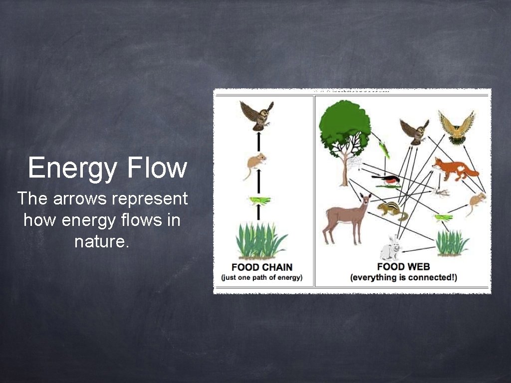 Science CBA Review Life Cycles Food Webs and