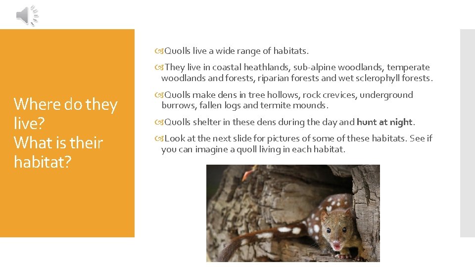 Quolls All about Quolls and their habitat Have