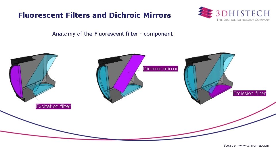 Basics of Fluorescence Microscopy Gza Antalffy Ph D
