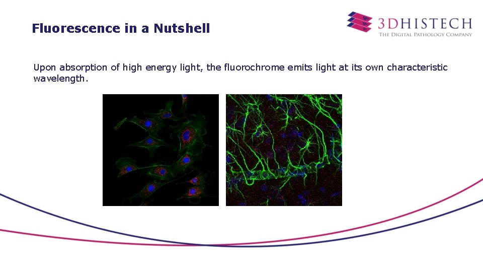 Basics of Fluorescence Microscopy Gza Antalffy Ph D