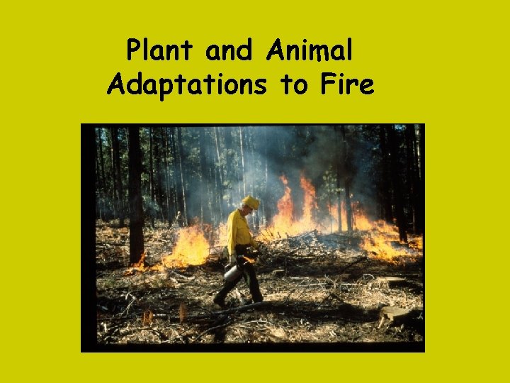 Plant and Animal Adaptations to Fire What is