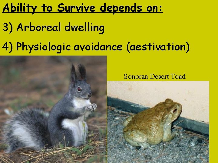 Plant and Animal Adaptations to Fire What is