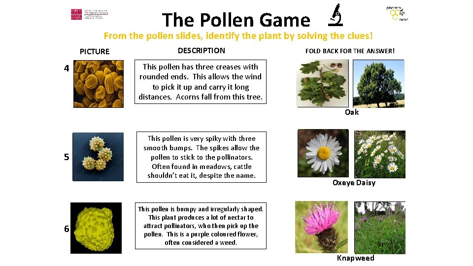The Pollen Game From the pollen slides identify