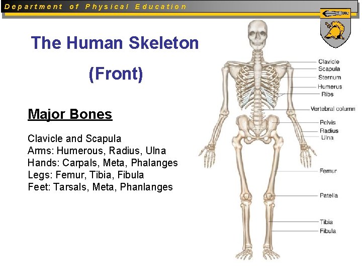 Department of Physical Education Lesson 4 Objectives Name