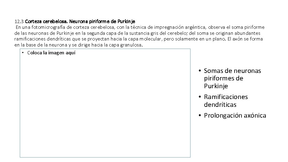 Manual digital de prcticas Prctica 12 Tejido y