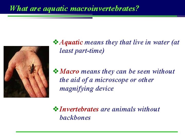 Fun with Macroinvertebrates Biological Assessment of Pond Health