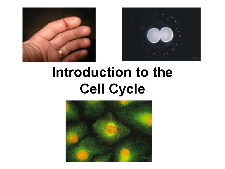 Introduction to the Cell Cycle Continuity of Life
