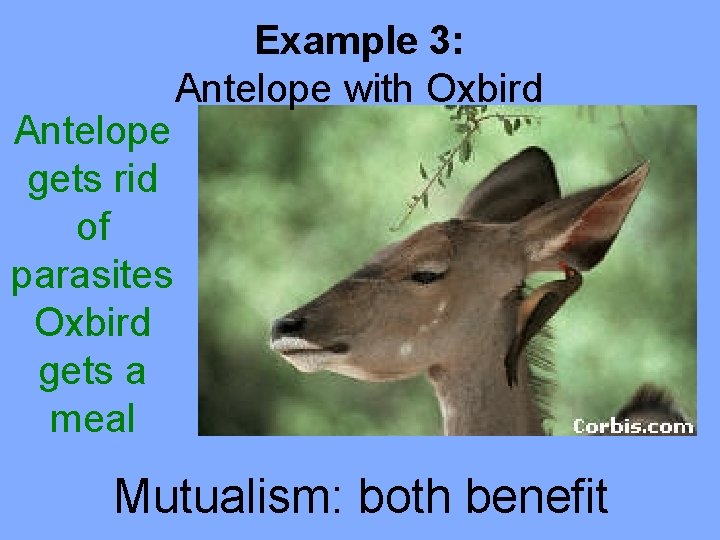 SYMBIOSIS What is symbiosis What are the different