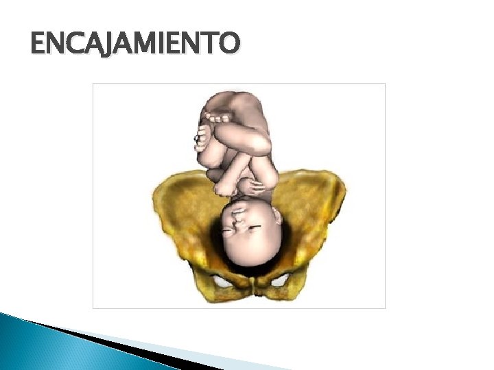 Presentacin Actitud Encajamiento y Fondo uterino Nancy Cortez