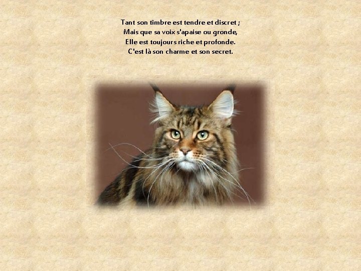 Charles Baudelaire Le chat Nanou et Stan Dans