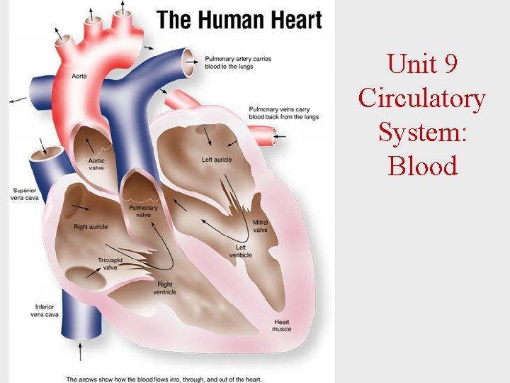 Unit 9 Circulatory System Blood CIRCULATORY SYSTEM Functions