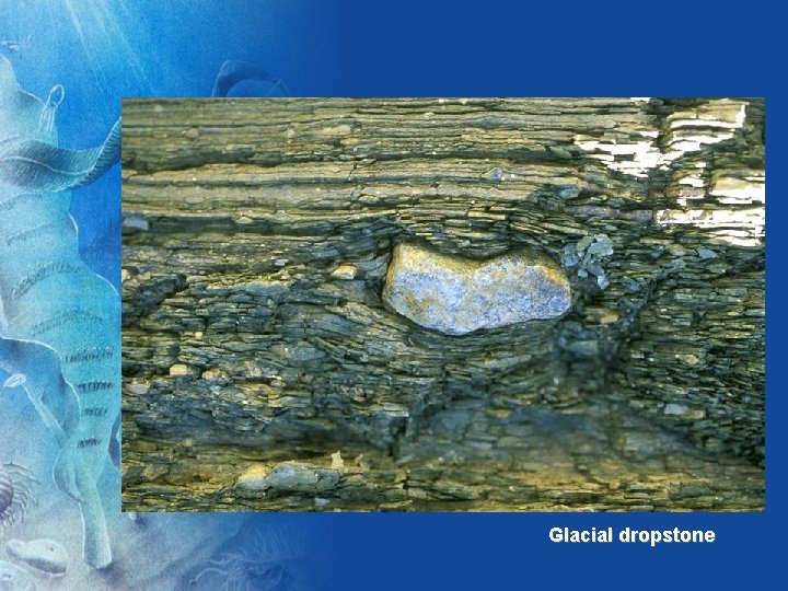 Long Before Now The Beginning of Animals And