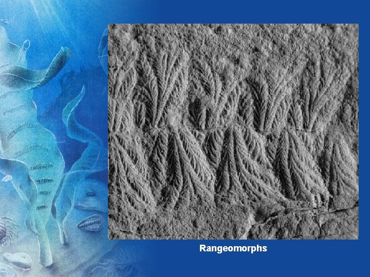 Long Before Now The Beginning of Animals And